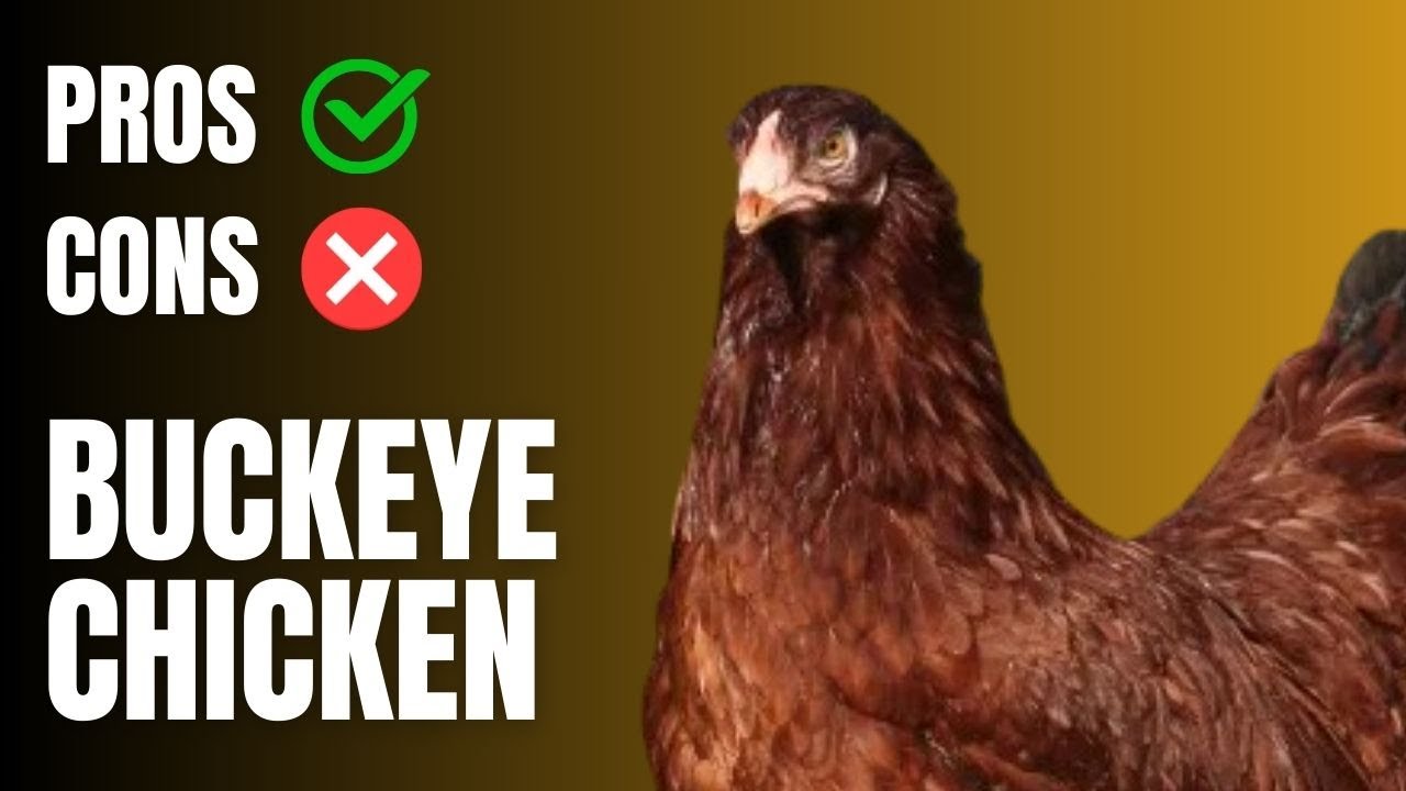 Buckeye Chicken Pros and Cons - Buckeye Chicken