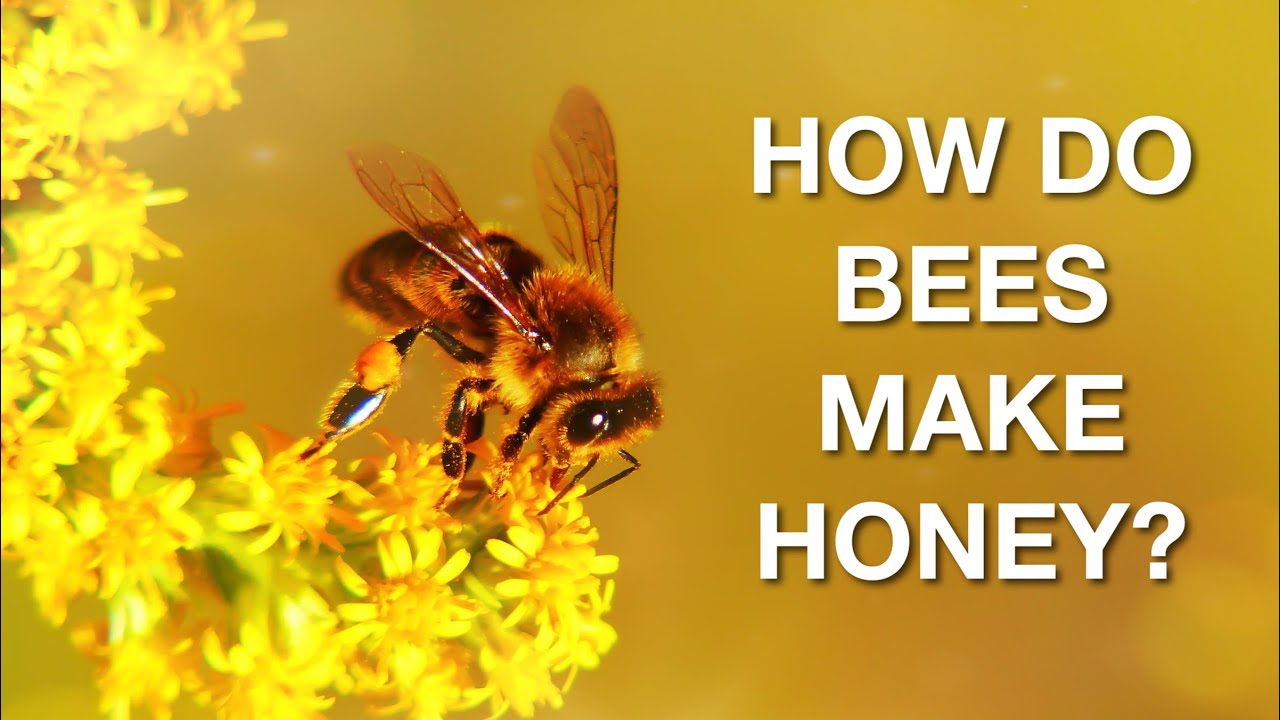 How Do Bees Make Honey?