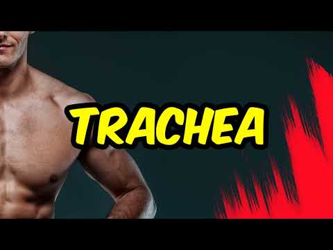 Trachea Pronunciation | How To Pronounce Trachea