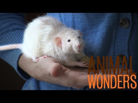 Rats! What, Where, and How