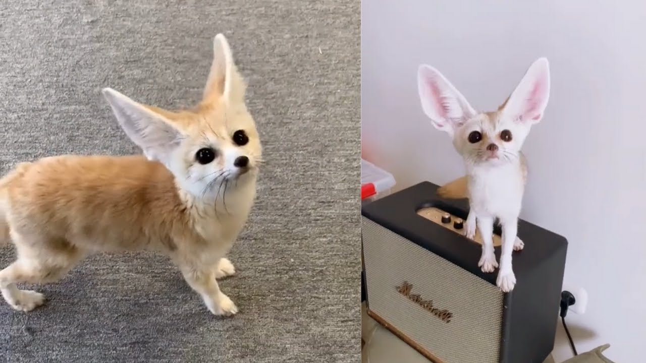 mini fennec fox-funny and cute fennec videos#2