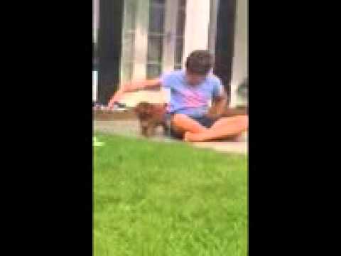 Hayley Lewis' Cooper 1 - Pocket Puppies