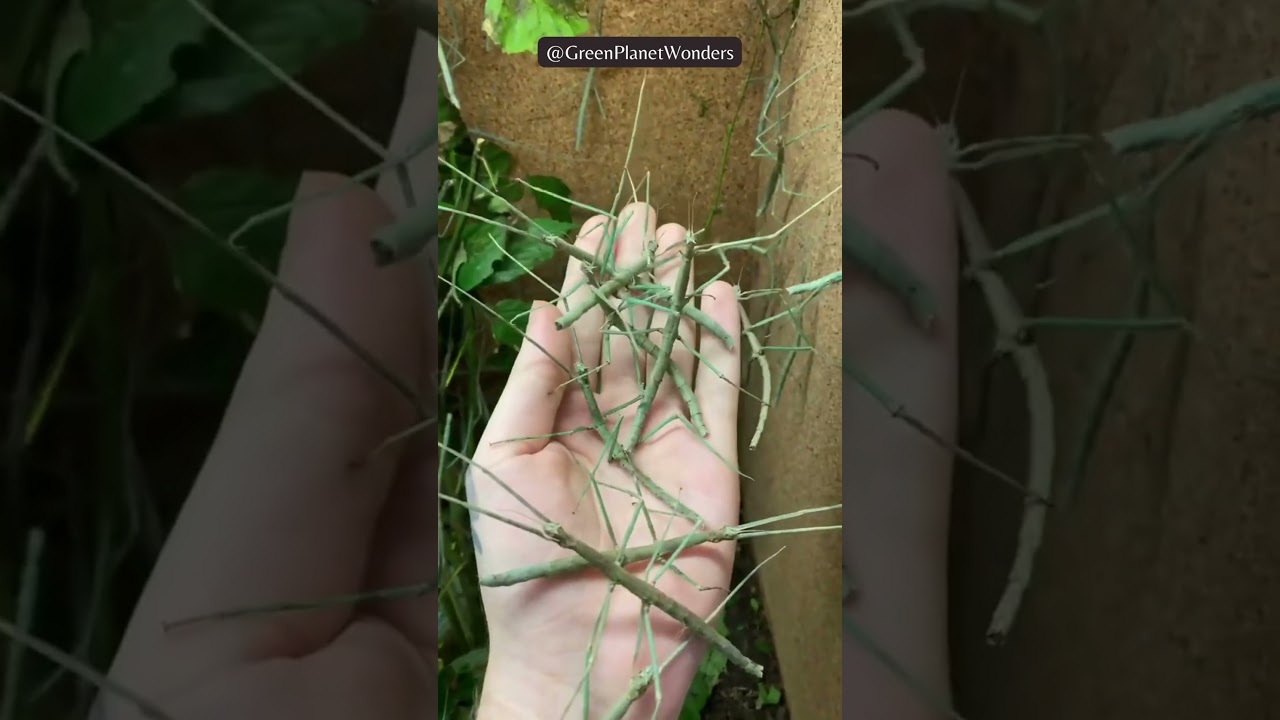 The Camouflaging Masters: Stick Insects