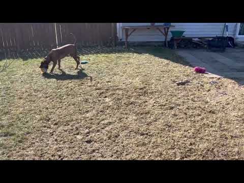 Sweet Plott Hound for Adoption
