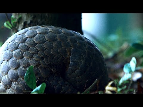 Southern Lingnan series: Chinese Pangolin