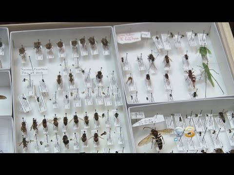 The Academy Of Natural Sciences Adds New Exhibit