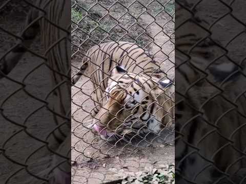 Nandankanan Zoological Park | Nandankanan |Nandankanan Bhubaneswar#shorts#shortsyoutube#shortsviral