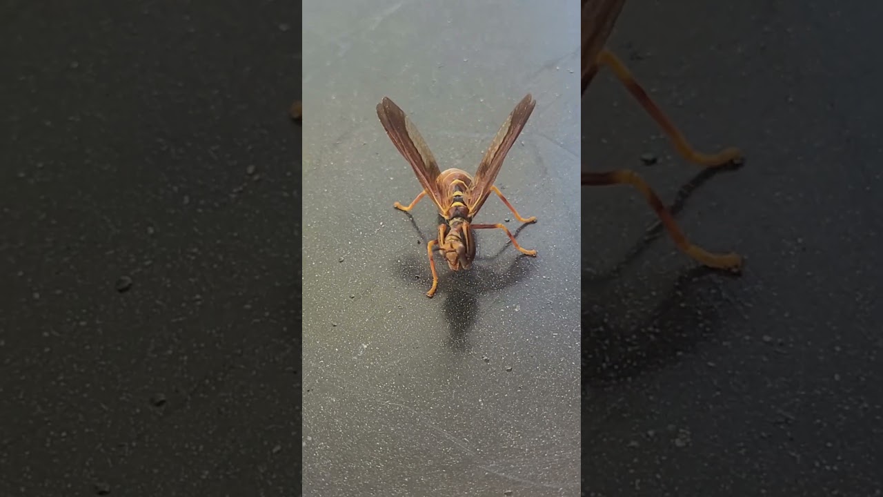 Wow! It's not a wasp..and not a Praying Mantis like I thought. Wasp mantidfly. Hit the Like on this!