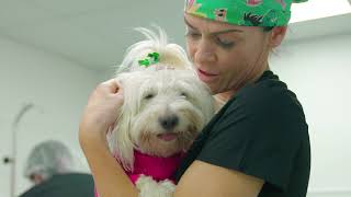 3 Best Vets in Barnsley, UK - Expert Recommendations