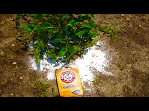 Add Baking Soda To Your Tomato Plants, Just Days Later You Won't Believe What Happens!