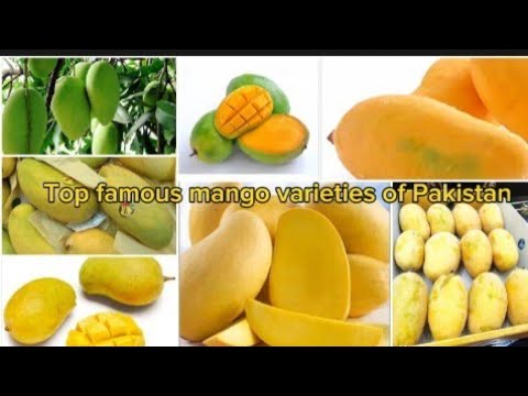 Top 5 Famous Pakistani Mango Varieties