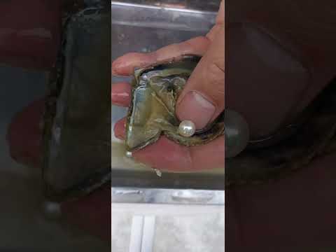 Real Pearl Extraction by Japanese Expert