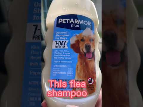 GET RID OF FLEAS ON YOUR DOG FAST!