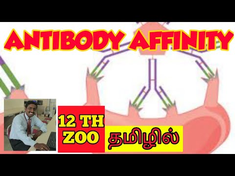 ANTIBODY AFFINITY | TAMIL | IMMUNOLOGY | STD 12 | PGTRB