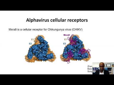 Keynote Presentation Lipoprotein Receptors are Evolutionarily Conserved Cellular Receptors for...