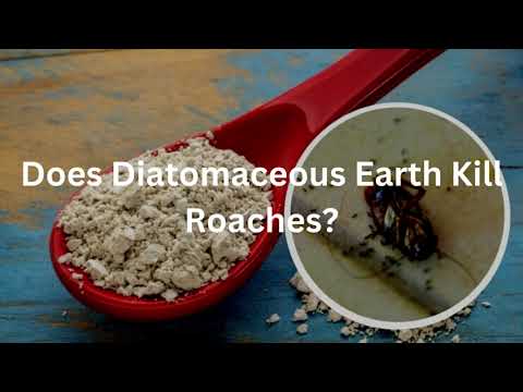 How To Kill Cockroaches With Diatomaceous Earth (Safe For Kids and Pets) - DE And Cockroaches