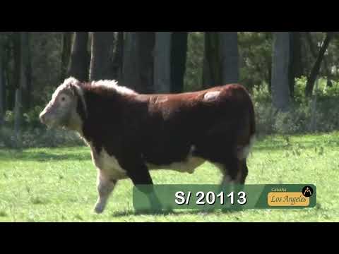 Lote 10 Toro S/20113
