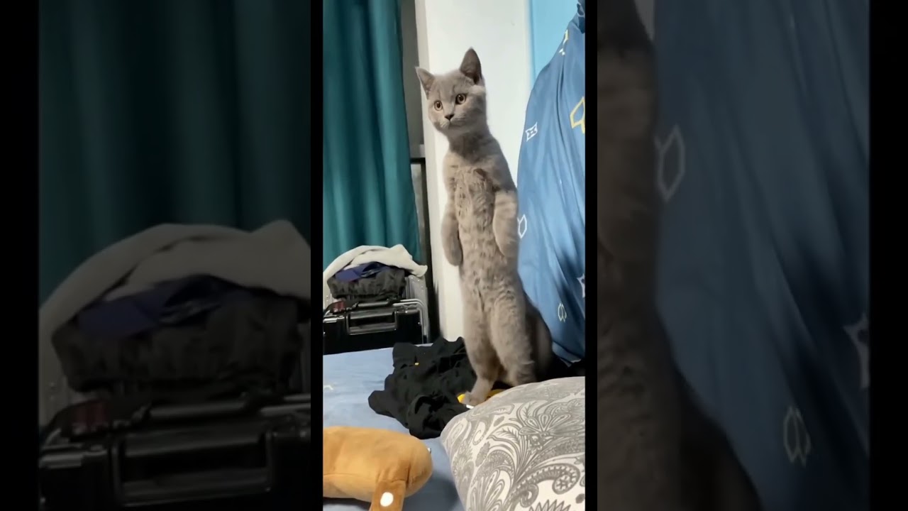 #cat #catsoft #funny #cute #funnycat  (3)