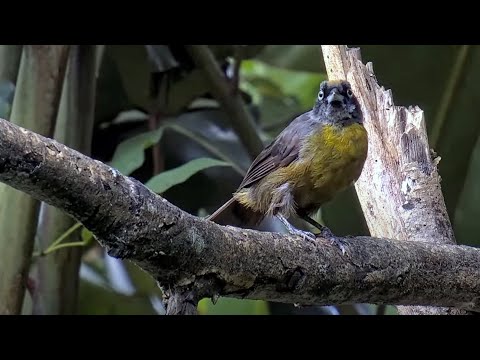 Dusky-faced Tanager Enjoys Short Preening Session Above Platform | August 17, 2023