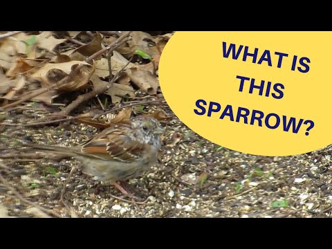 What is this Sparrow 2019?