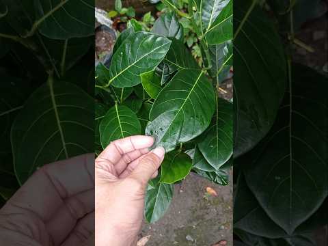 ciri ciri pohon nangka madu j33, biar kalian tidak keliru #nangka #nangkamadu #tanaman #murah