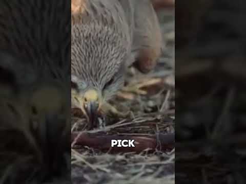 The Bird That Starts Forest Fires #shorts #animals #wildlife