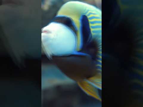Angelfish PREDATORS π¦ Animal Fact Files #facts #animals #wildlife