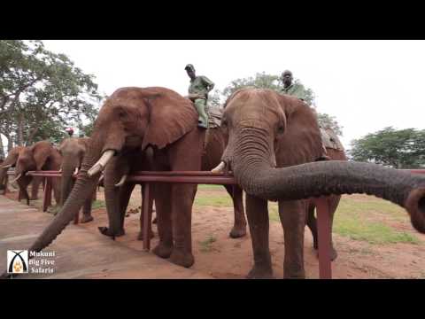 Zambia - Elephant Interaction Web Video 2017