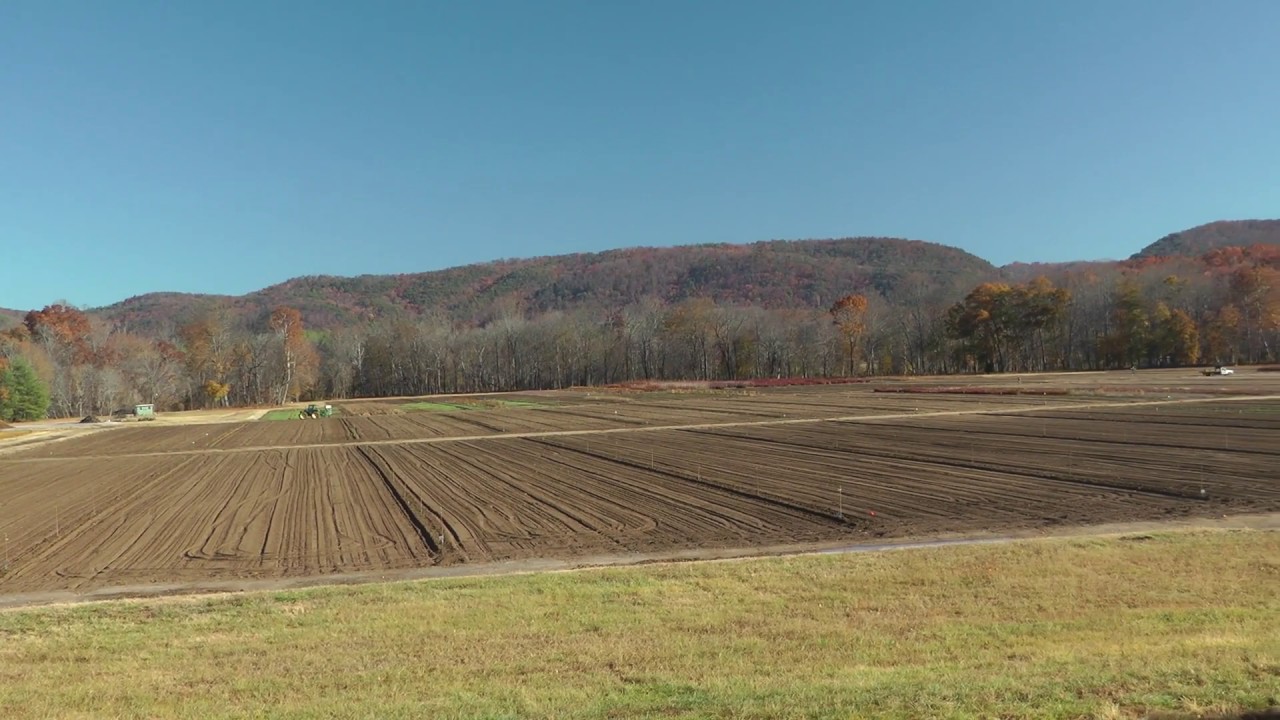 Overview of Our Tree Nursery