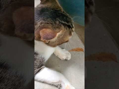 Sad cat injuredπ#sadcat #catlover #cat
