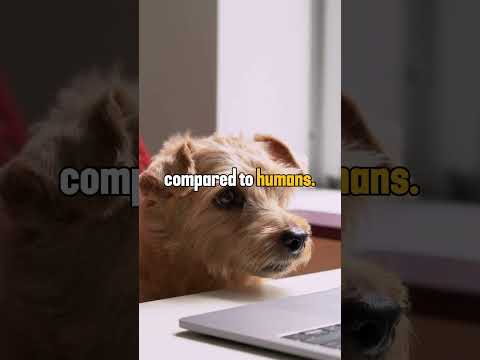 Dog can see in Color