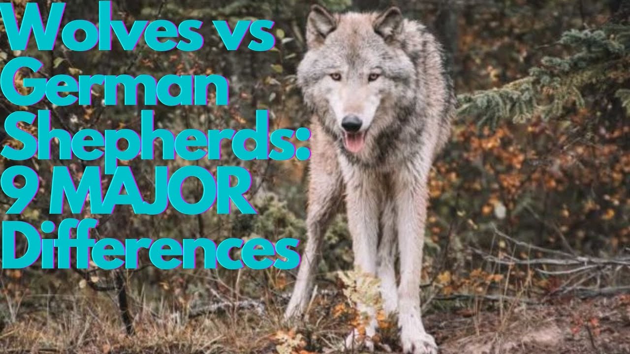 Wolves vs German Shepherds: 9 Major Differences