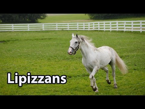 Majestic White Horses: The Spanish Riding School of Vienna
