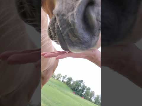 the tongue