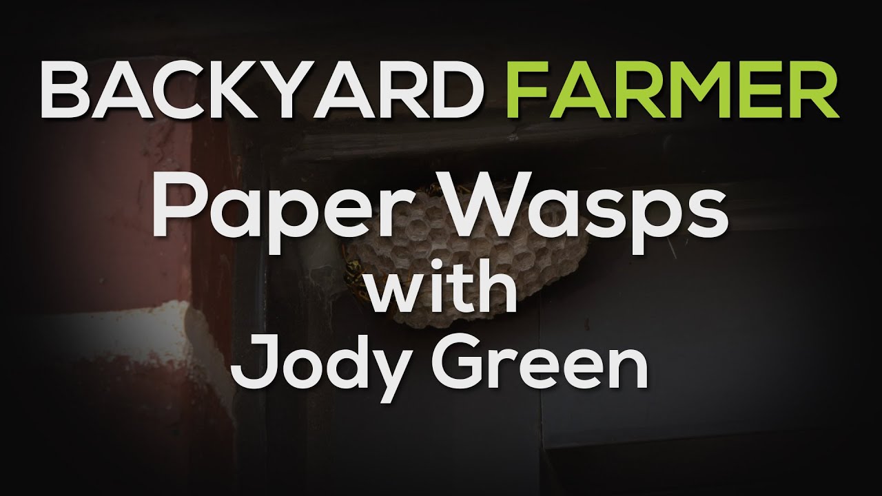 Paper Wasps