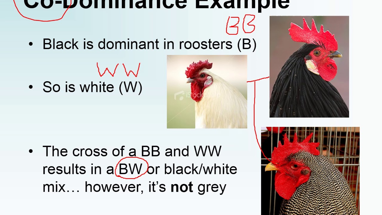 Complex Patterns of Inheritance PPT