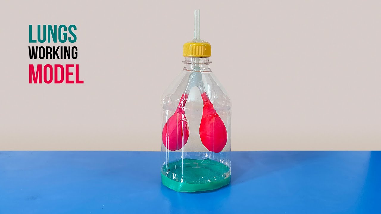 Lungs Working Model | How to Make a Model of Respiratory System | School Science Project