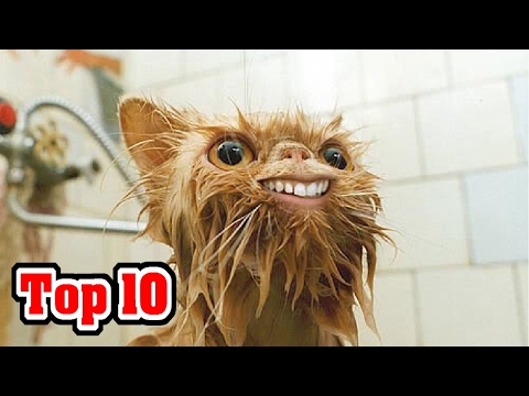 Top 10 RAREST Cat Breeds