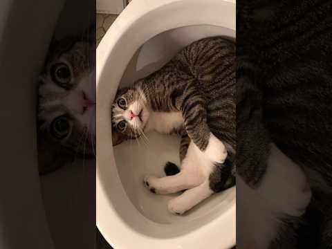 Funny animals 2023π - Funniest Cats and Dogs Videoππ201 #shorts