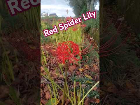 Japanese Buddhism's Flower Of Death - Red Spider Lily