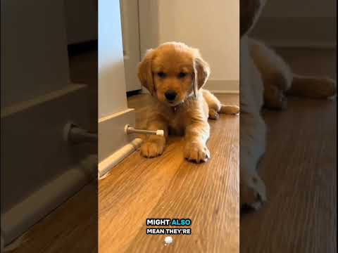 "Why Dogs Tilt Their Heads? Here's What It Actually Means 🐶" #dog #cute #shorts