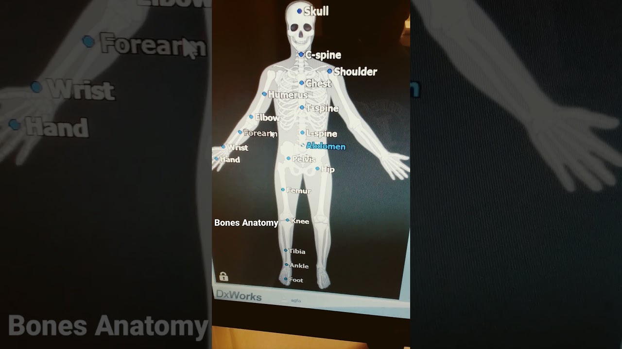 Human body bones anatomy