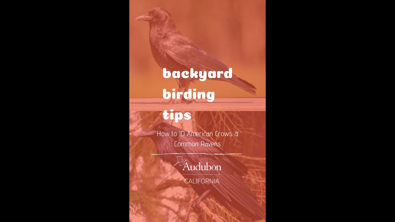 Backyard Birding Tips: How to ID American Crows & Common Ravens