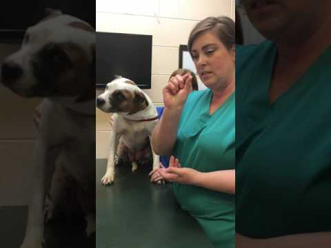 How to pill a dog