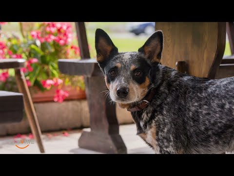 Dogs can, will and do bite