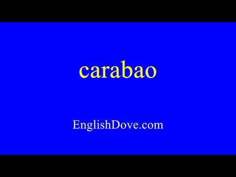How to pronounce carabao in American English