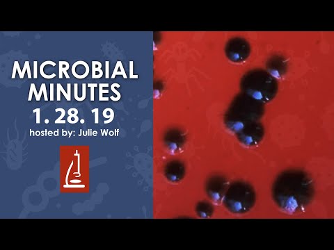 Infectious causes of Alzheimer's Disease, plus drug-resistant infections in livestock