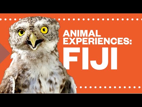 Animal Experiences: Fiji
