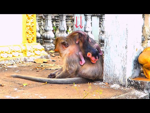 Great hearted mama Monkey Maya permit baby play freely & joyfully