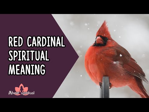 Red Cardinal Spiritual Meaning